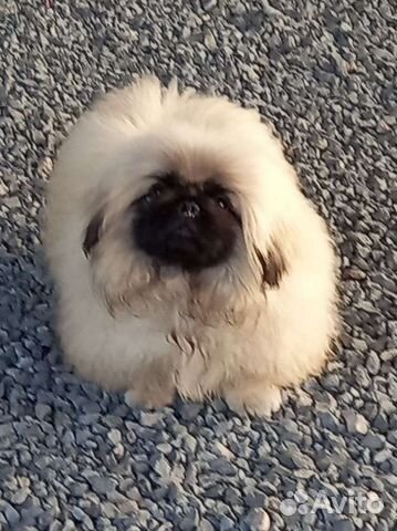 Пекинес девочка
