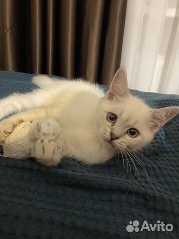 Британские котята