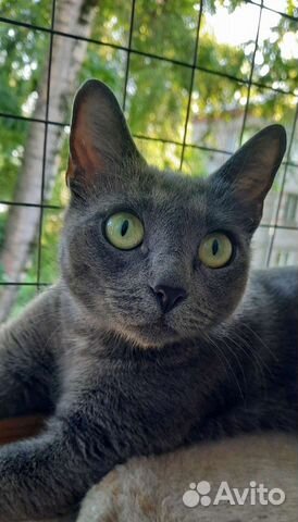 Ася. Красивая кошка. Бесплатно