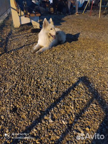 Найдена собака