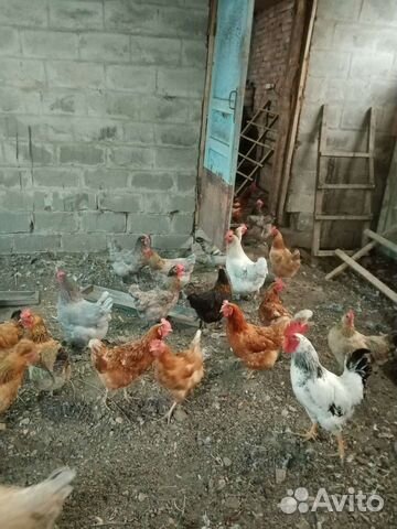 Куры взрослые несушки