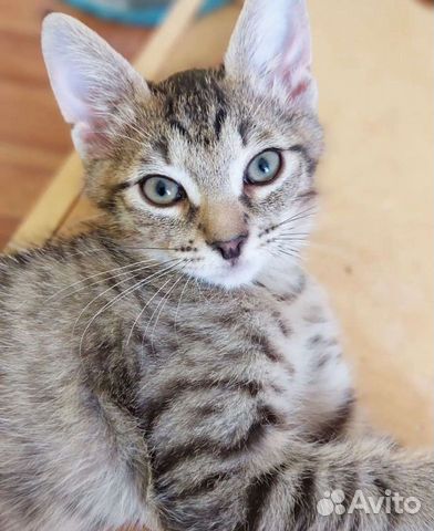 Котик в дар, 2 месяца