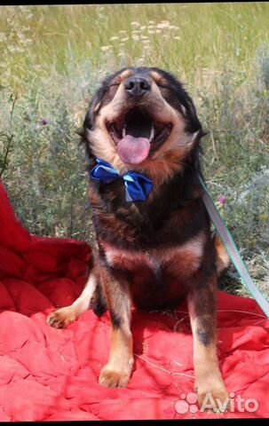 Замечательный пёсик тоскует в приюте