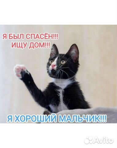 Котенок Маркиз
