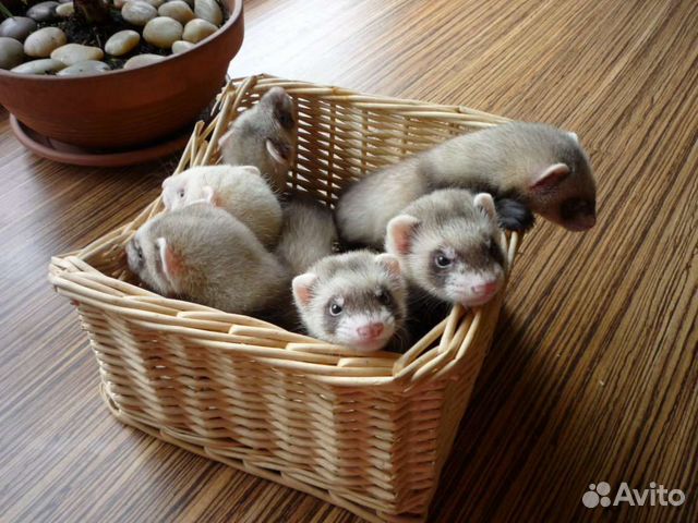 Крошки хорёчки