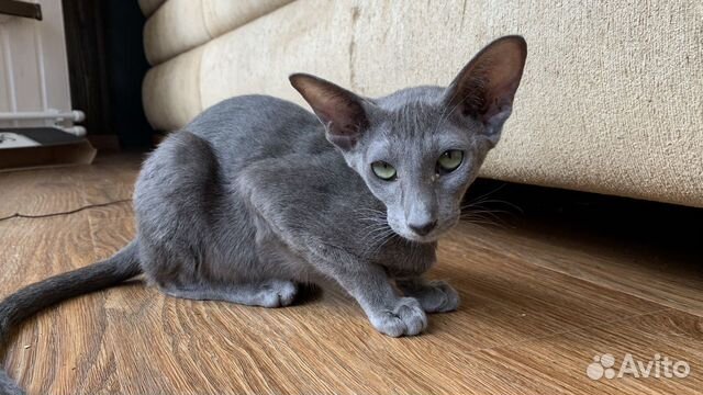 Красавица ориенталочка