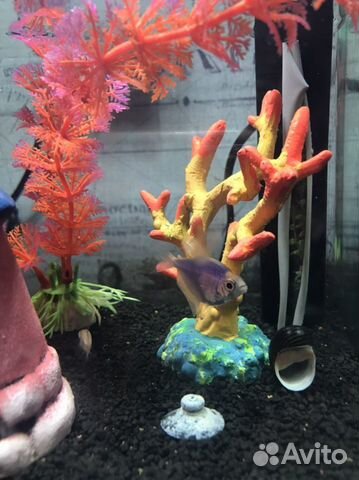 Аквариум с рыбкамм