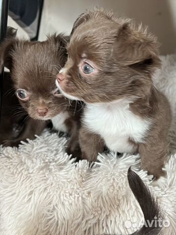 Щенки чихуахуа. Девочки. Документы РКФ