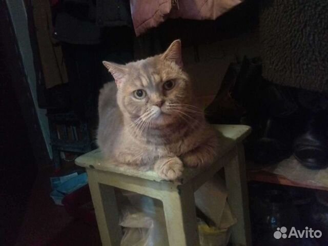 Кот шотландский Максим
