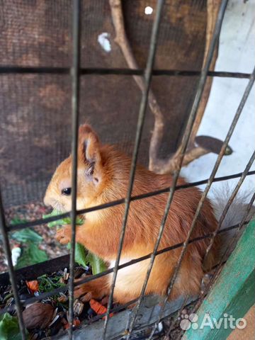 Белки домашние