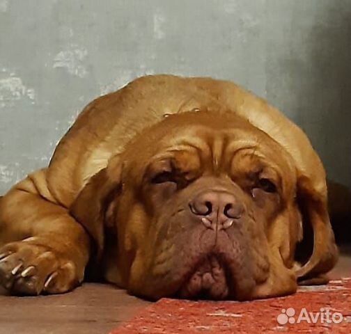 Щенки бордоского дога