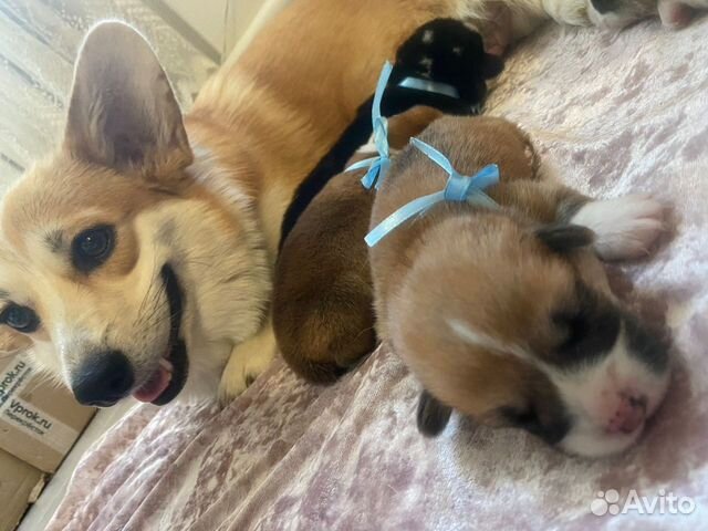 Щенки вельш-корги пемброк (коржики)
