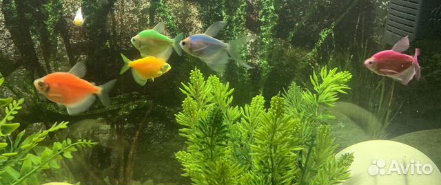 Тернеция гло