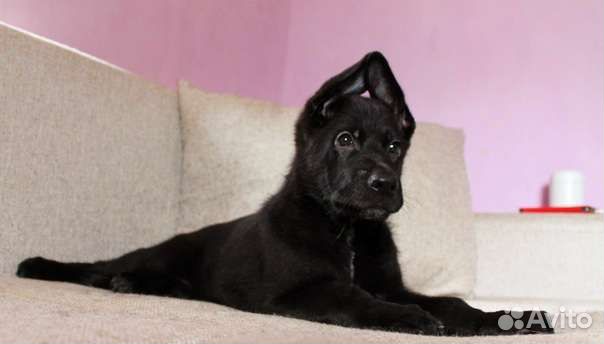 Шикарный чёрный мальчуган. РКФ