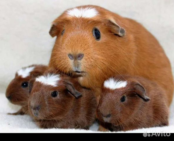 Морские свинки