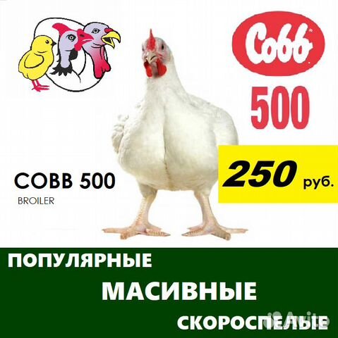 Кросс цыплят породы кобб 500
