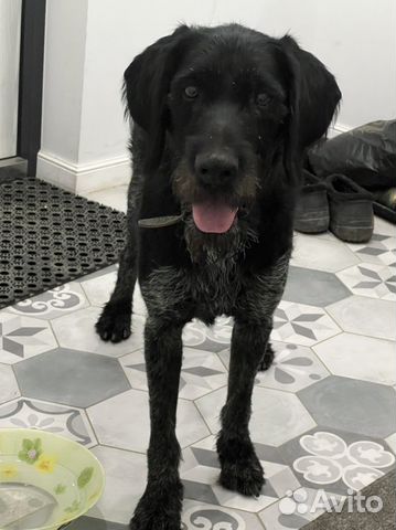 Собака дратхаар