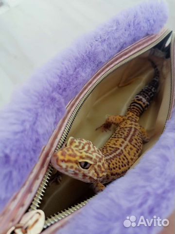 Геккон эублефар