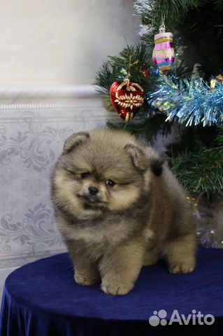 Шикарная Рокси Померанский шпиц