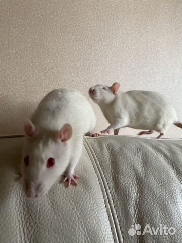 Крыски в добрые руки