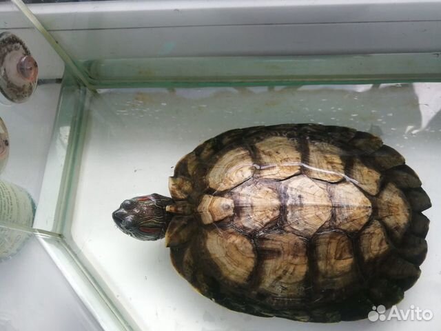 Черепаха. Отдам в хорошие руки