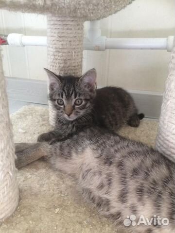 Маленькие серые котята