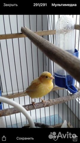 Продам кенора