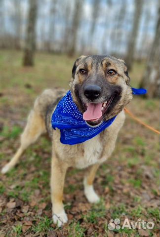 Собака в добрые руки