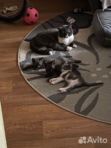 Котята в добрые руки