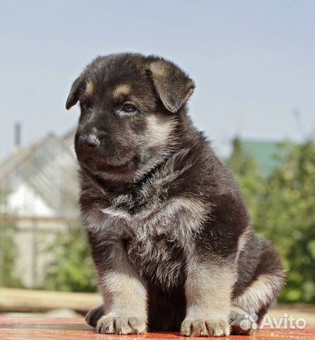 Настоящий друг