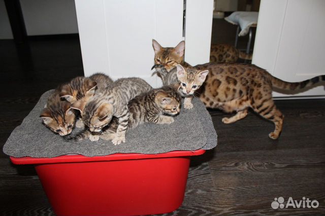 Бенгальские котята