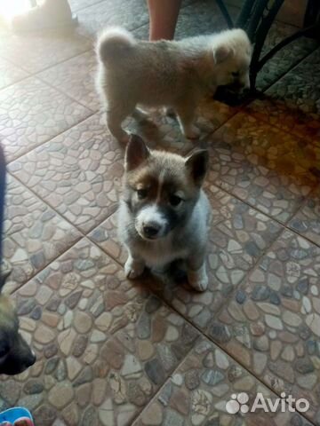 Западно сибирская лайка, хаски