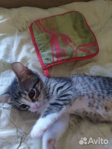Чудо котëнок-кошечка