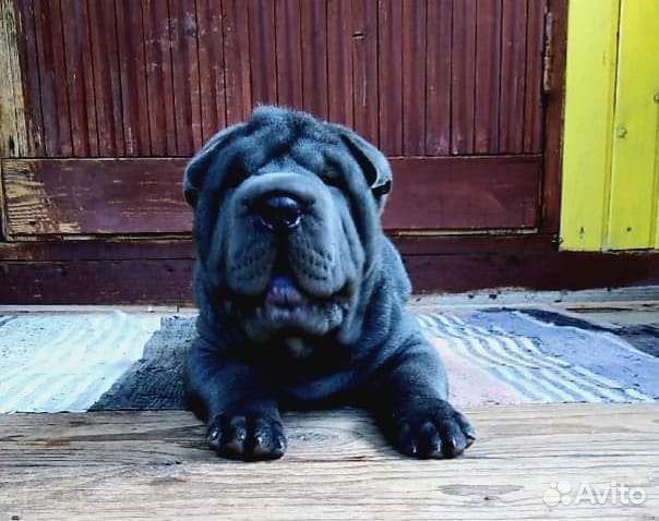 Щенки шарпей