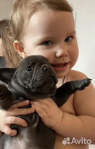 Французский бульдог мини с документами