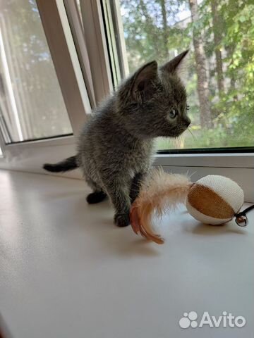 Голубая девочка котенок в хорошие руки
