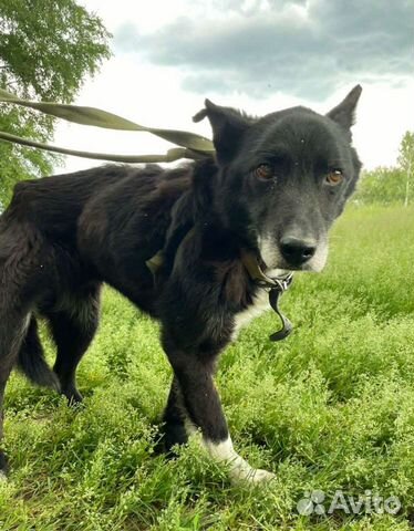 Худенький старичёк Черныш