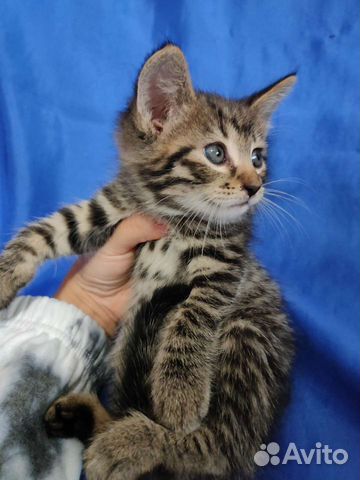 Котята маленькие 1 месяц