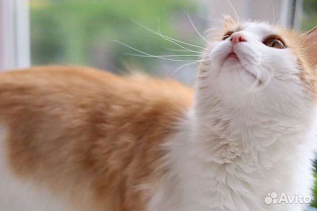 Молодой ласковый котик