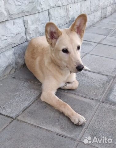 Собачка в добрые руки