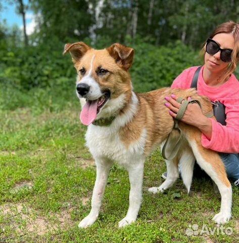 Собака Веснушка в добрые руки