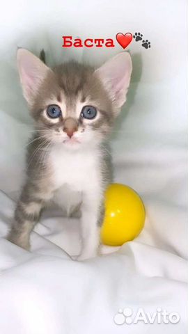 Котёнок Баста