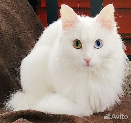 Ангорская кошка ищет кота