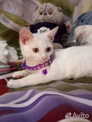 Белый котенок Снежок ищет дом