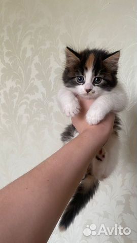 Котята