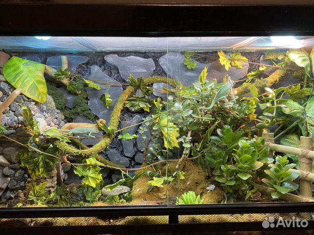 Хамелеон с террариумом