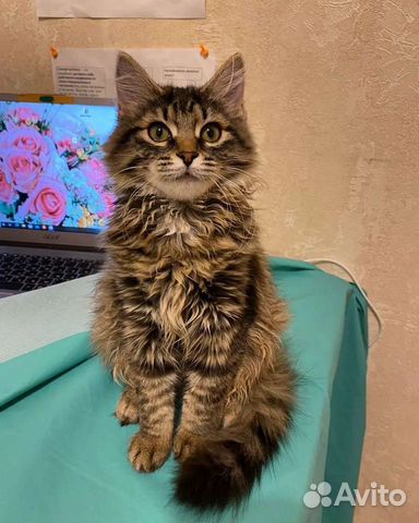 Любознательная Плюша ждет что ее заметят