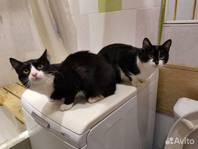 Кошки подружки