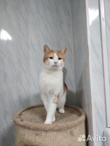 Котик Бельчик(Пьеро)