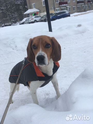 Эстонская гончая